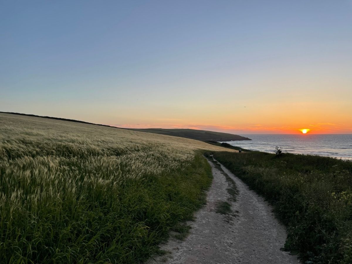 How to see the Polly Joke Poppies in 2025 - Lost In Cornwall