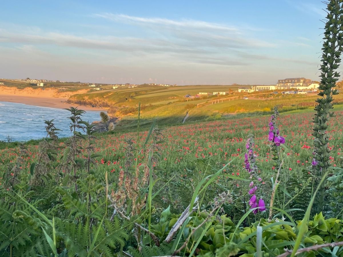 How to see the Polly Joke Poppies in 2025 - Lost In Cornwall